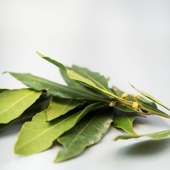 Laurel fresco - Camarasa fruits
